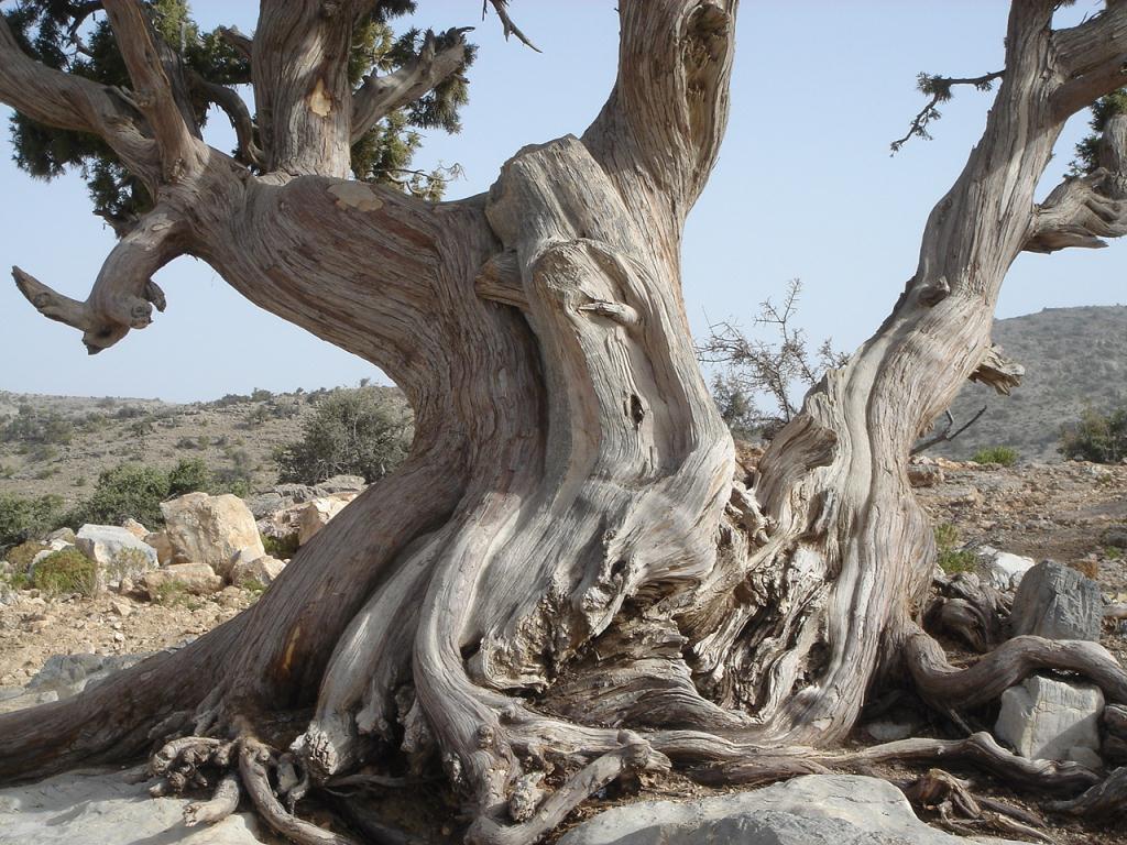 Juniper trees - Dubai Hiking